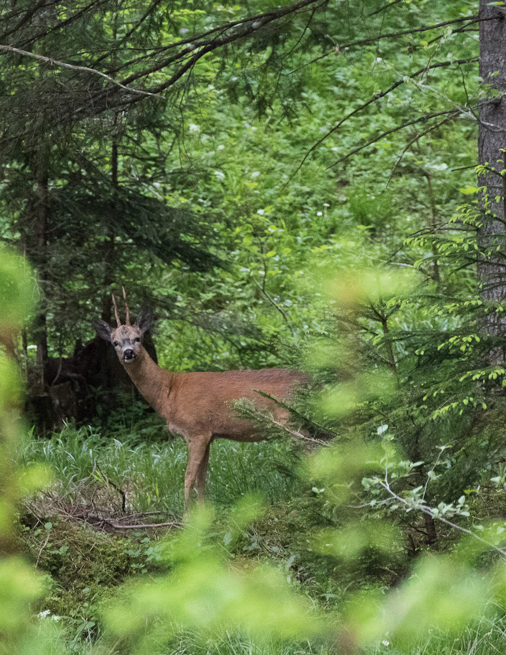 Initiative für unser Wild: Netzwerk Wald mit Wild | Jagd Gapa
